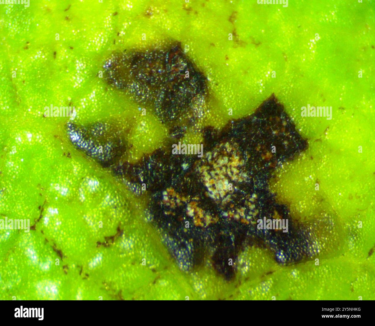 Passalora hi-res stock photography and images - Alamy