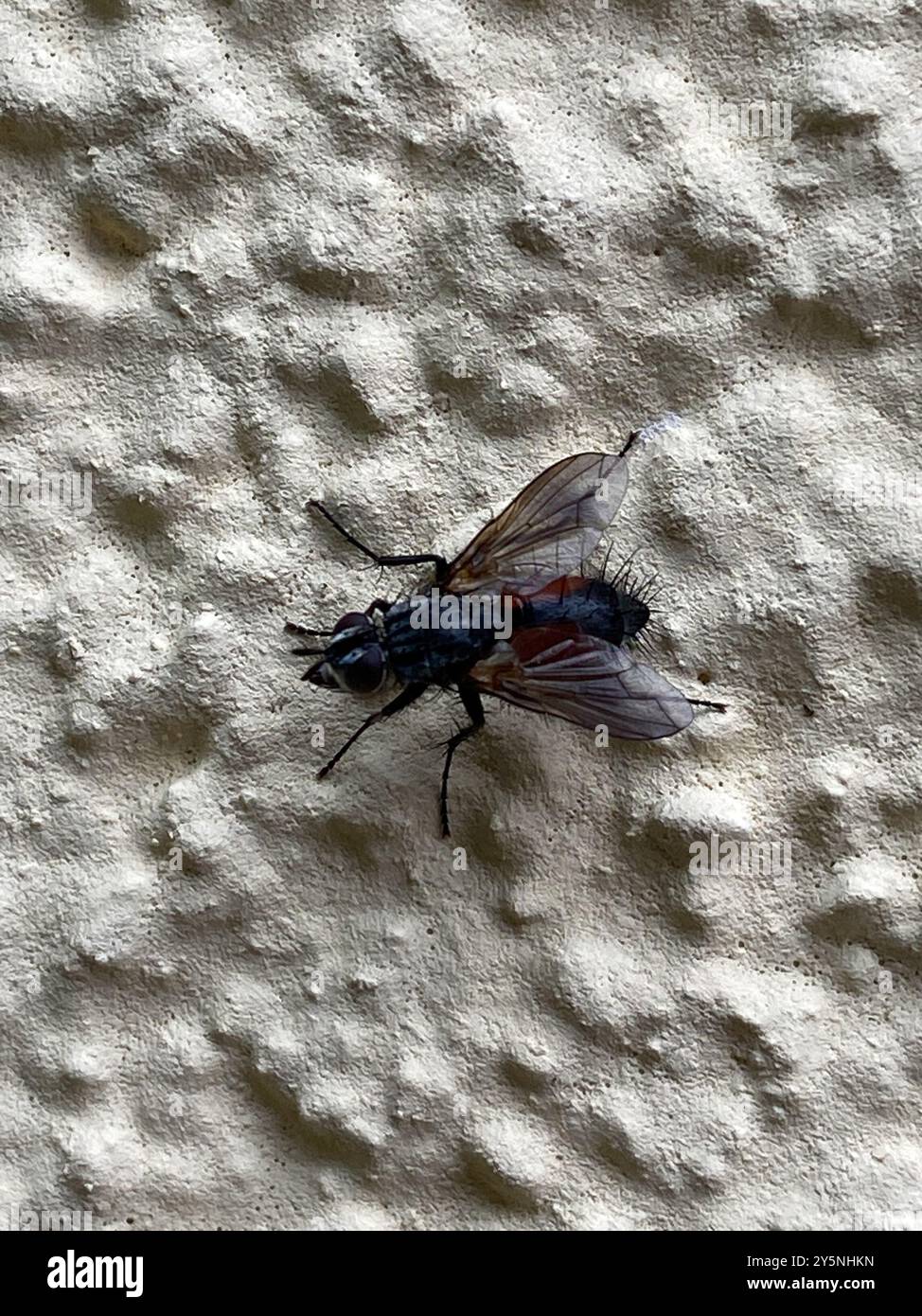 Red Spotted Parasite Fly (Eriothrix rufomaculata) Insecta Stock Photo ...