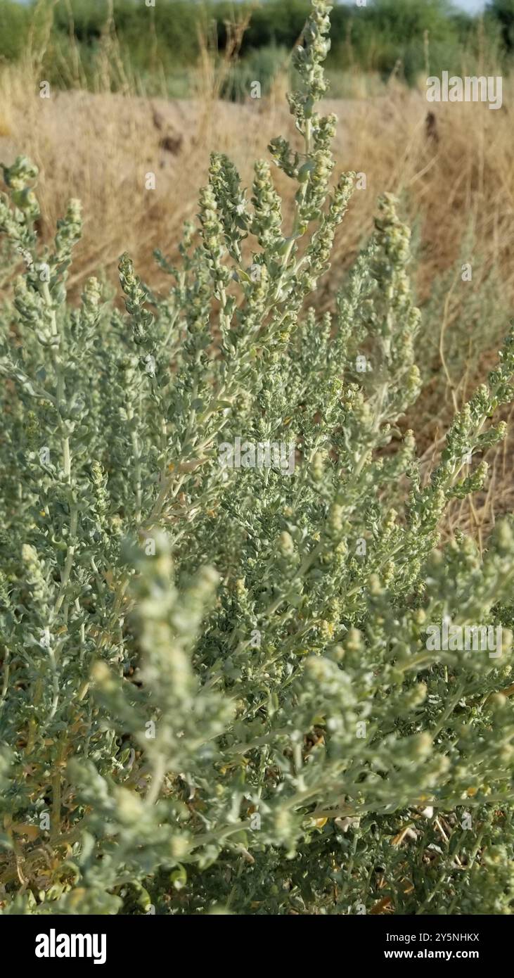 Cattle Saltbush (Atriplex polycarpa) Plantae Stock Photo - Alamy