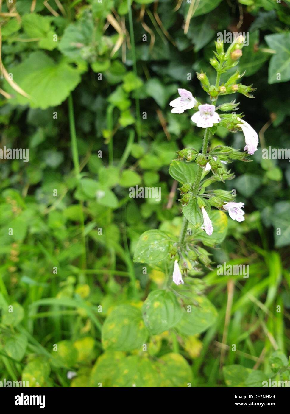 Lesser Calamint (Clinopodium nepeta) Plantae Stock Photo - Alamy