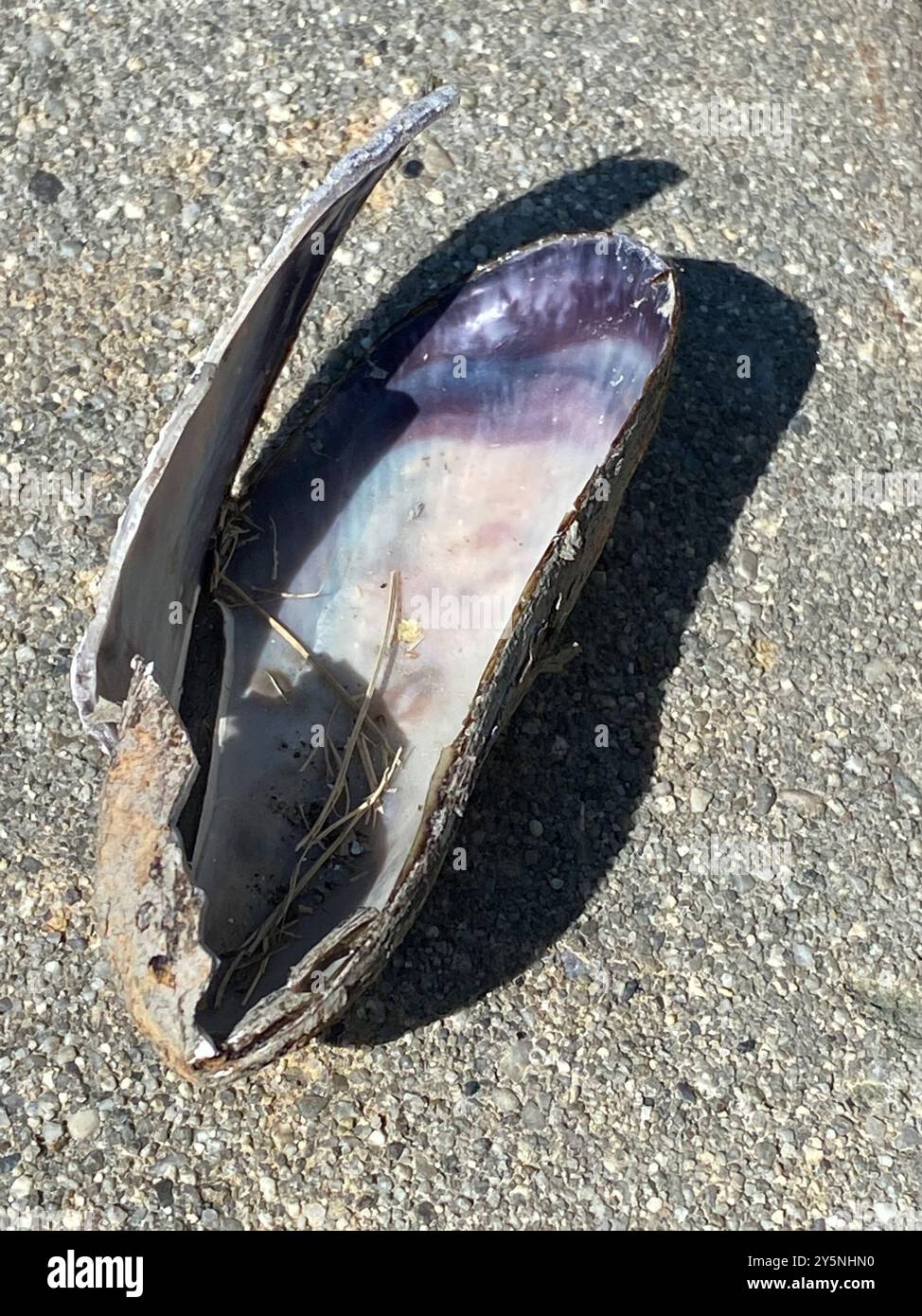 Atlantic Ribbed Mussel (Geukensia demissa) Mollusca Stock Photo - Alamy