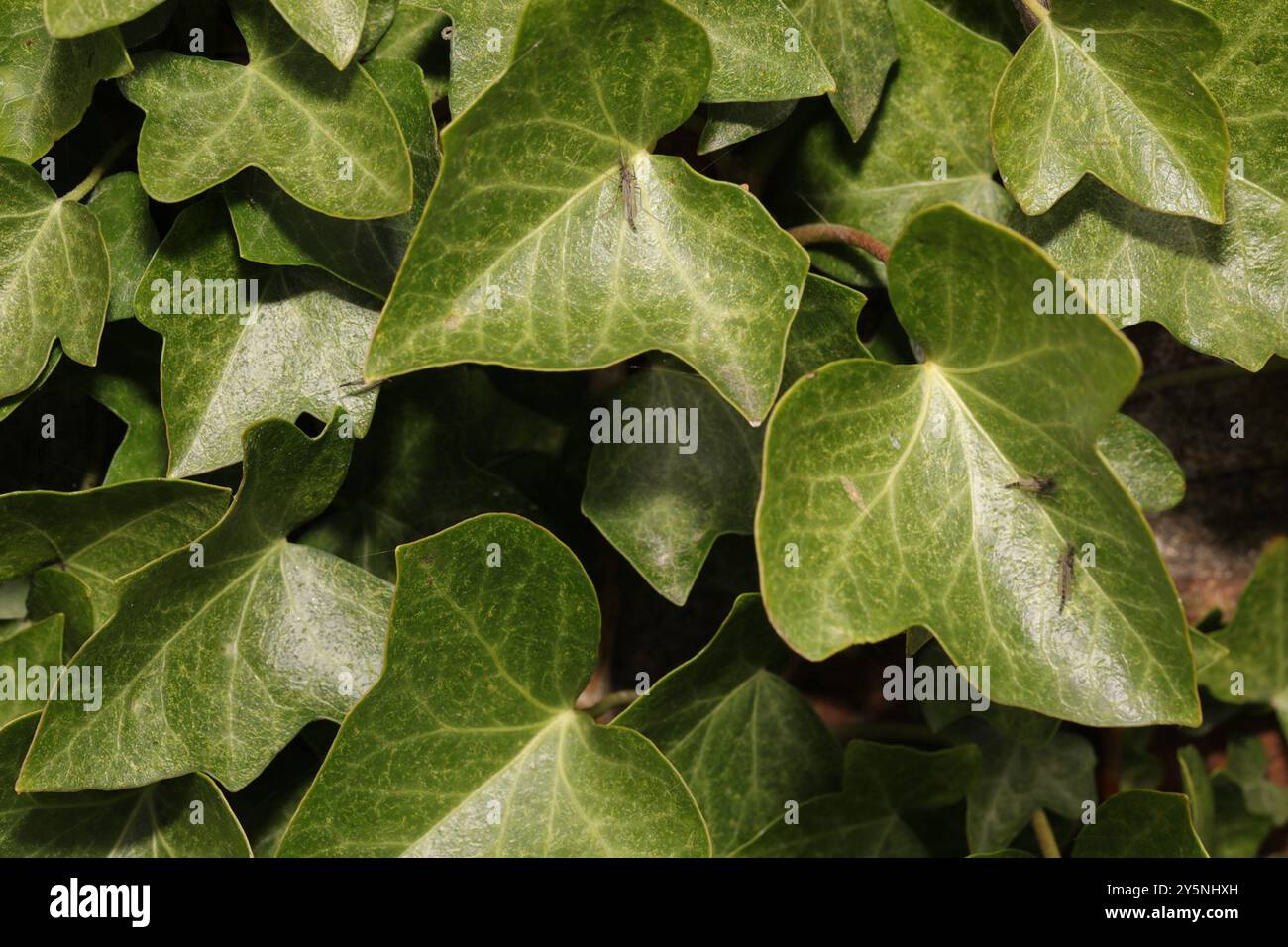 common ivy (Hedera helix) Plantae Stock Photo - Alamy