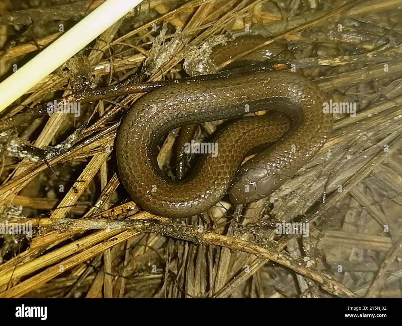 Common Slug-eater (Duberria lutrix) Reptilia Stock Photo - Alamy