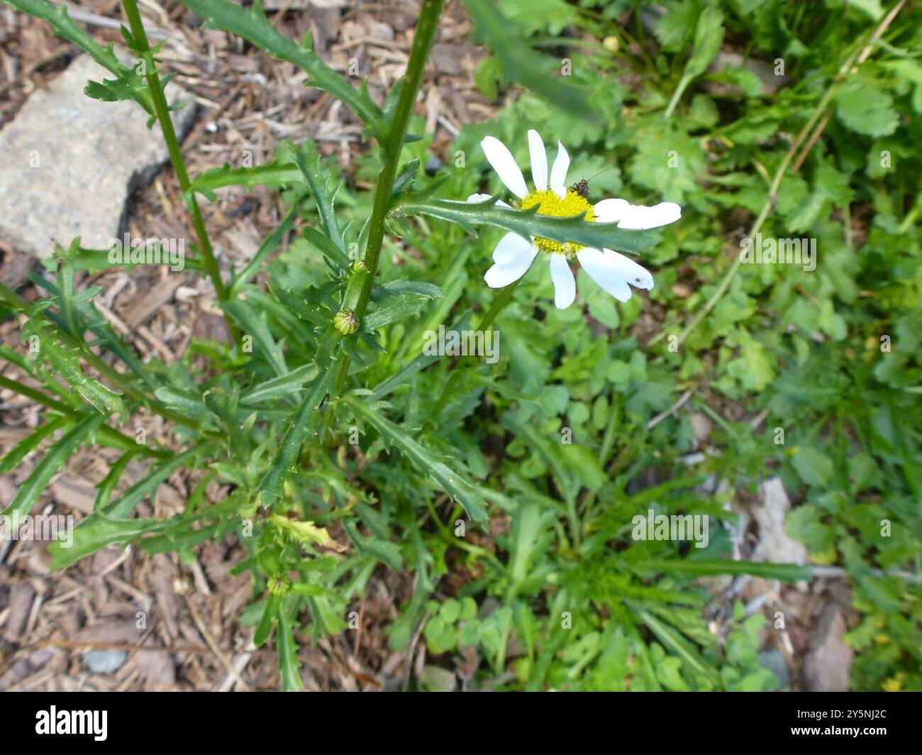 oxeye daisy (Leucanthemum vulgare) Plantae Stock Photo - Alamy
