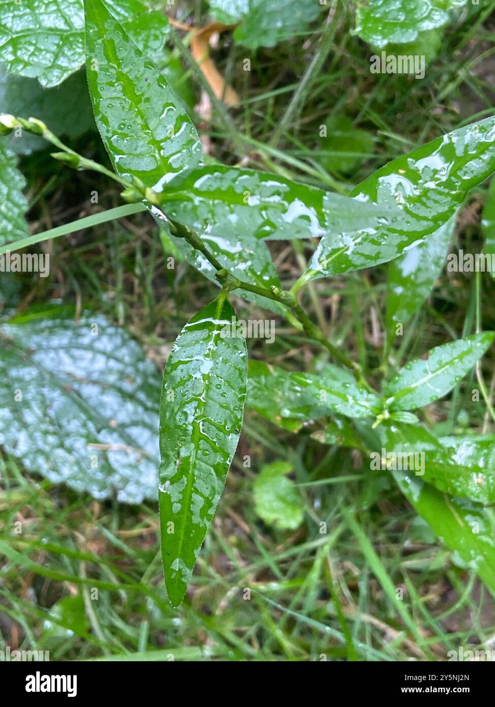 waterpepper (Persicaria hydropiper) Plantae Stock Photo - Alamy