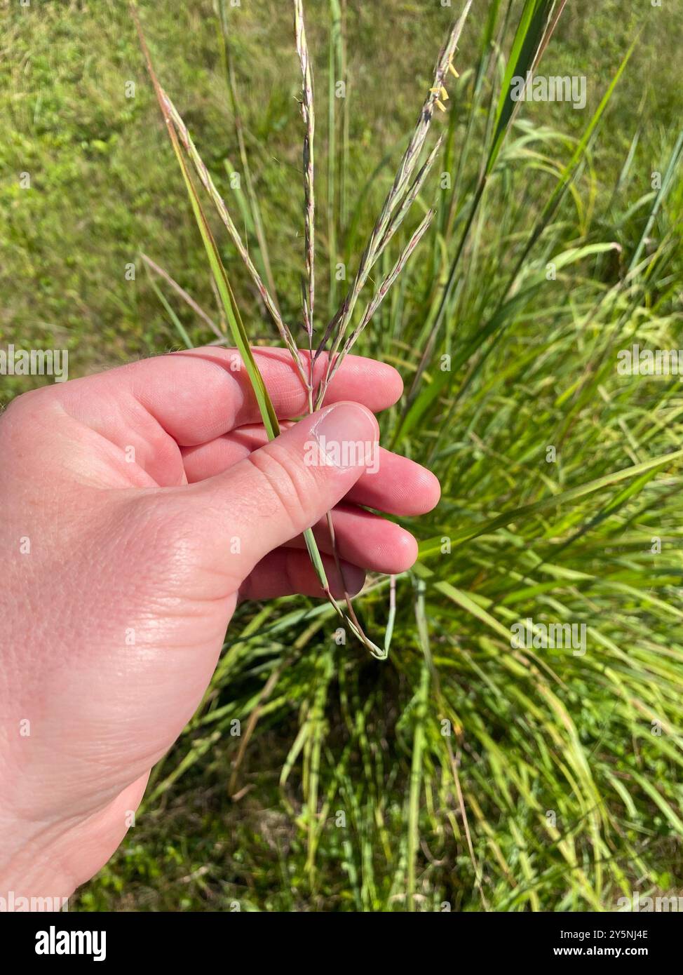 bristlegrasses, bluestems, paspalums, and allies (Panicoideae) Plantae ...