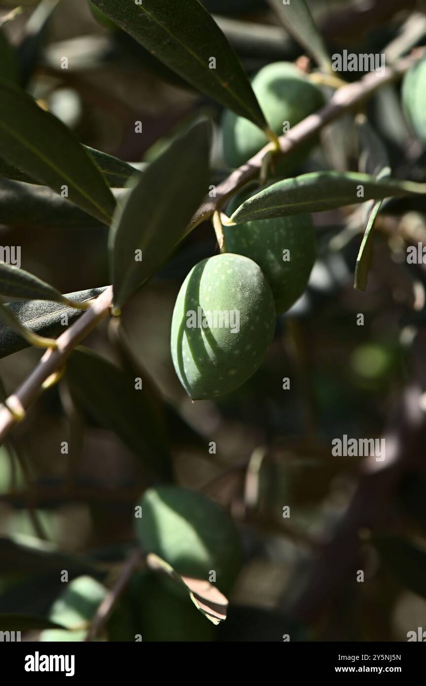 Round green olives attached to the tree Stock Photo - Alamy