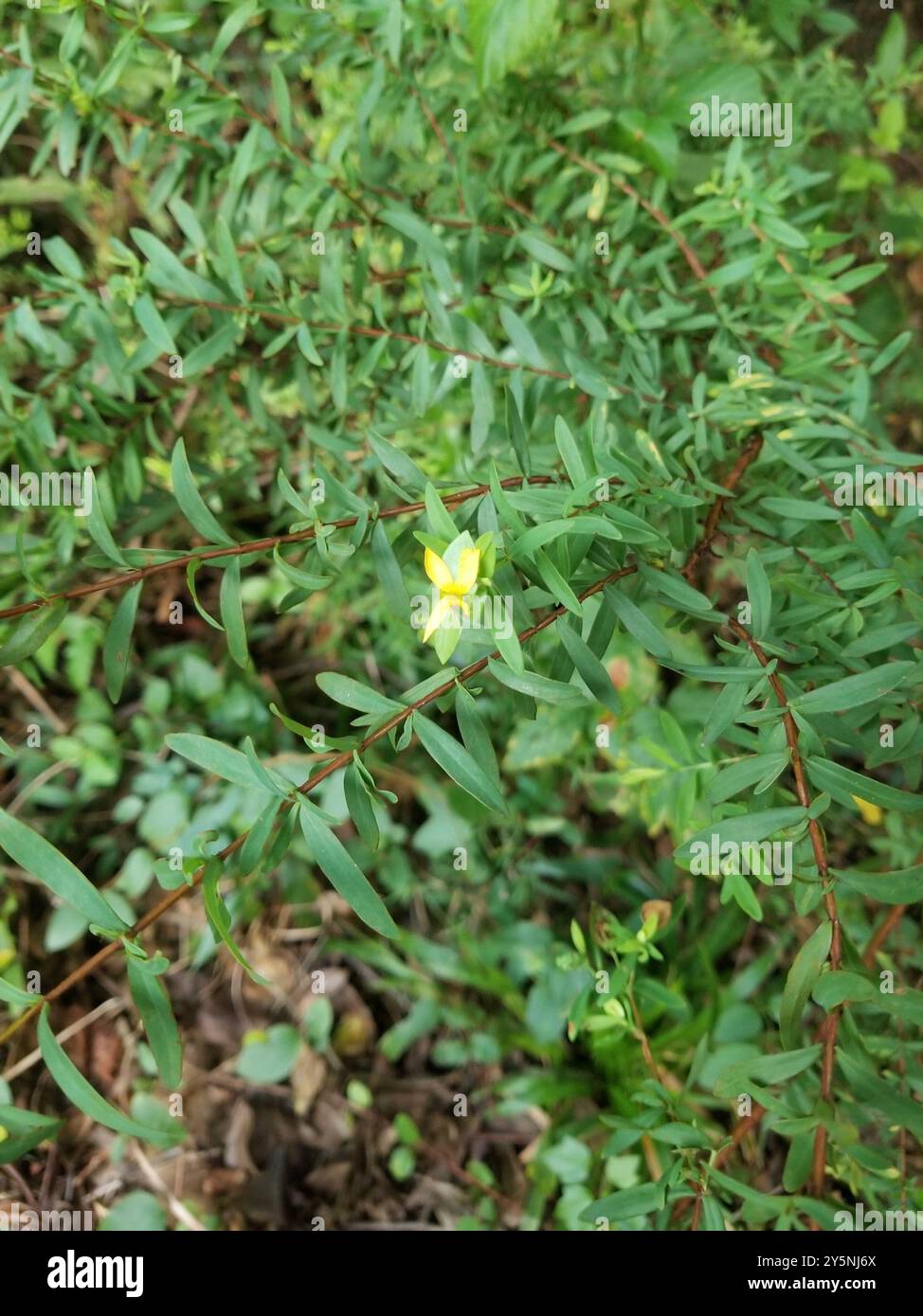 St. Andrew's cross (Hypericum hypericoides) Plantae Stock Photo - Alamy