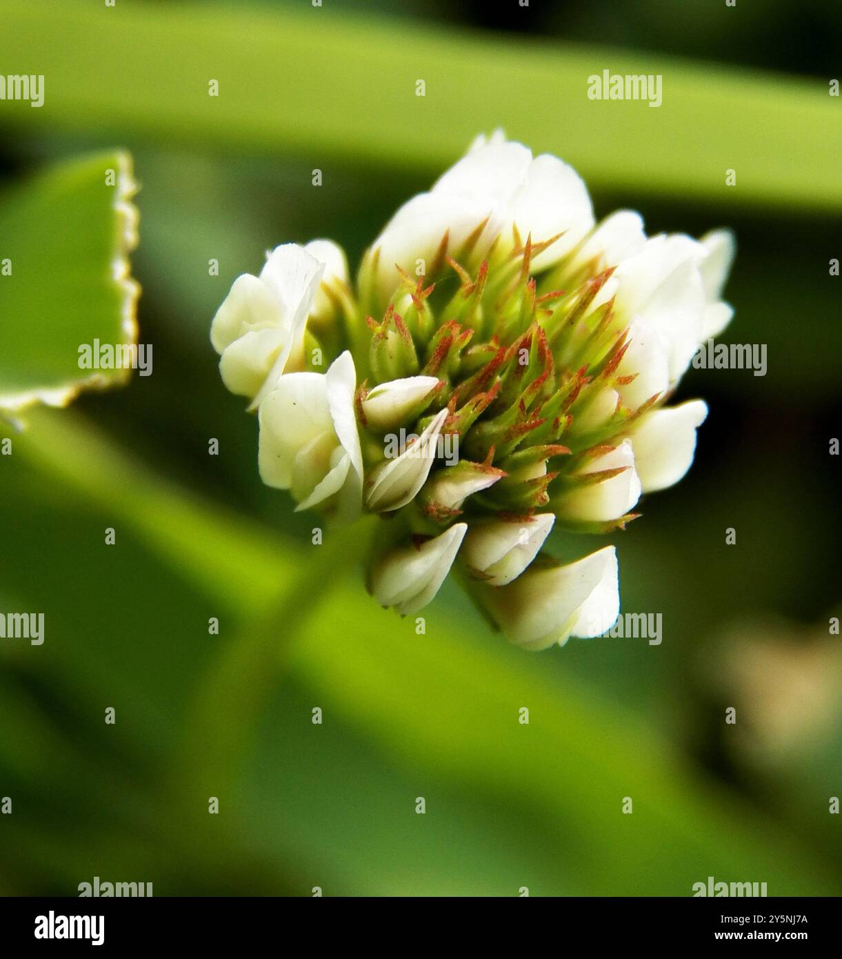 white clover (Trifolium repens) Plantae Stock Photo - Alamy