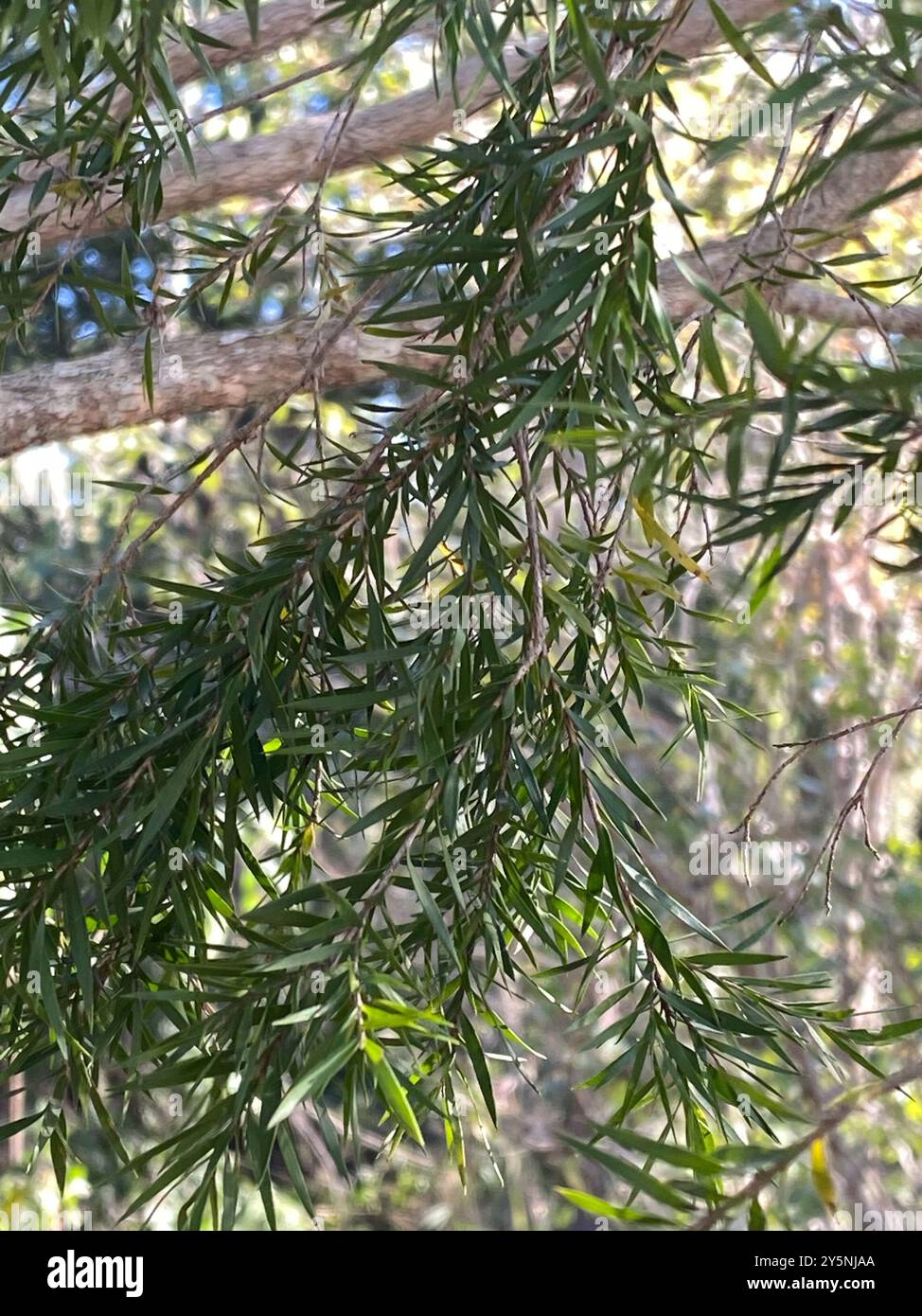 black tea-tree (Melaleuca bracteata) Plantae Stock Photo - Alamy