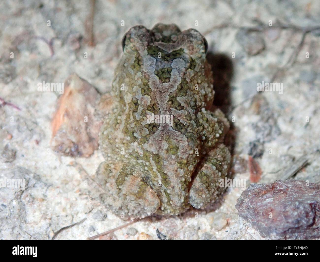 Smooth-horned Frogs (Proceratophrys) Amphibia Stock Photo - Alamy