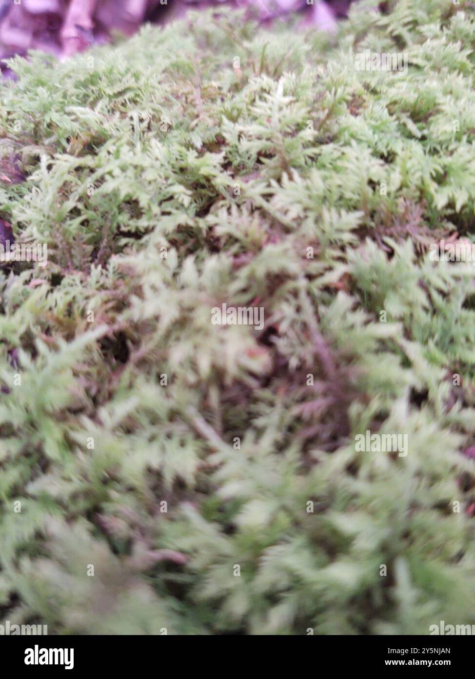 delicate fern moss (Thuidium delicatulum) Plantae Stock Photo - Alamy