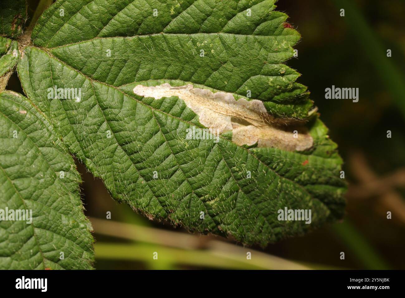 Bordered Carl (Coptotriche marginea) Insecta Stock Photo - Alamy
