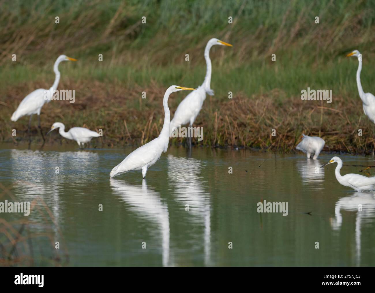 The mixed flock of white egrets, and herons fishing on the the East End ...