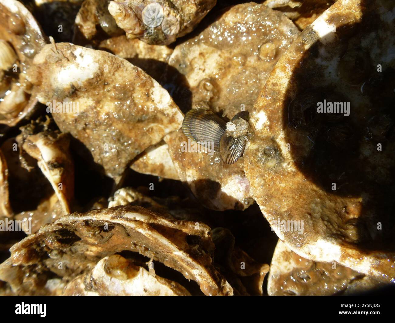 Atlantic Ribbed Mussel (Geukensia demissa) Mollusca Stock Photo - Alamy