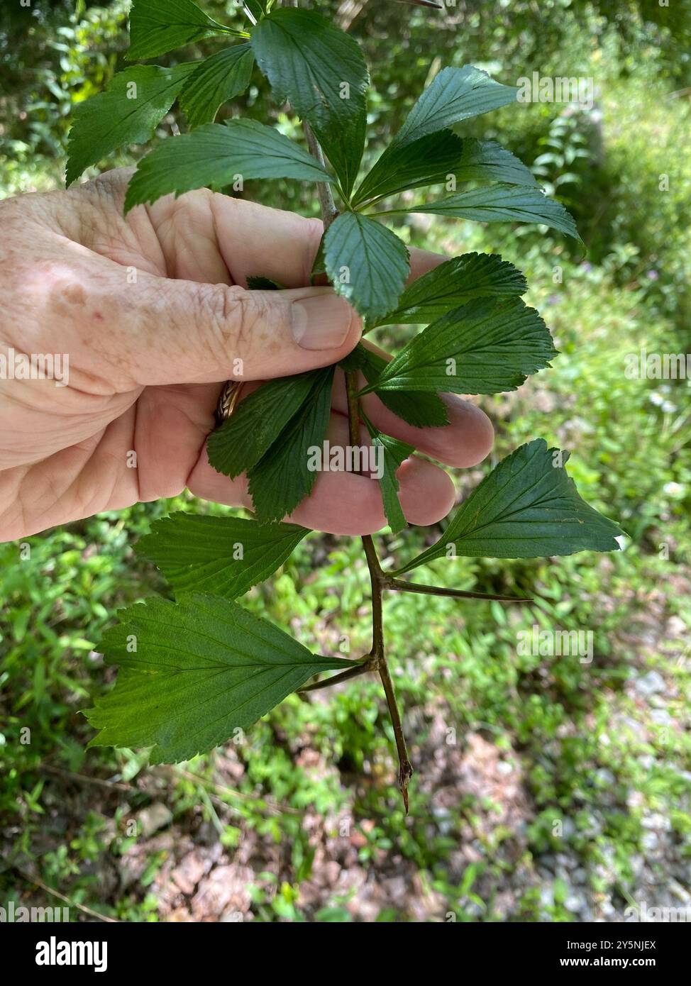 dotted hawthorn (Crataegus punctata) Plantae Stock Photo - Alamy