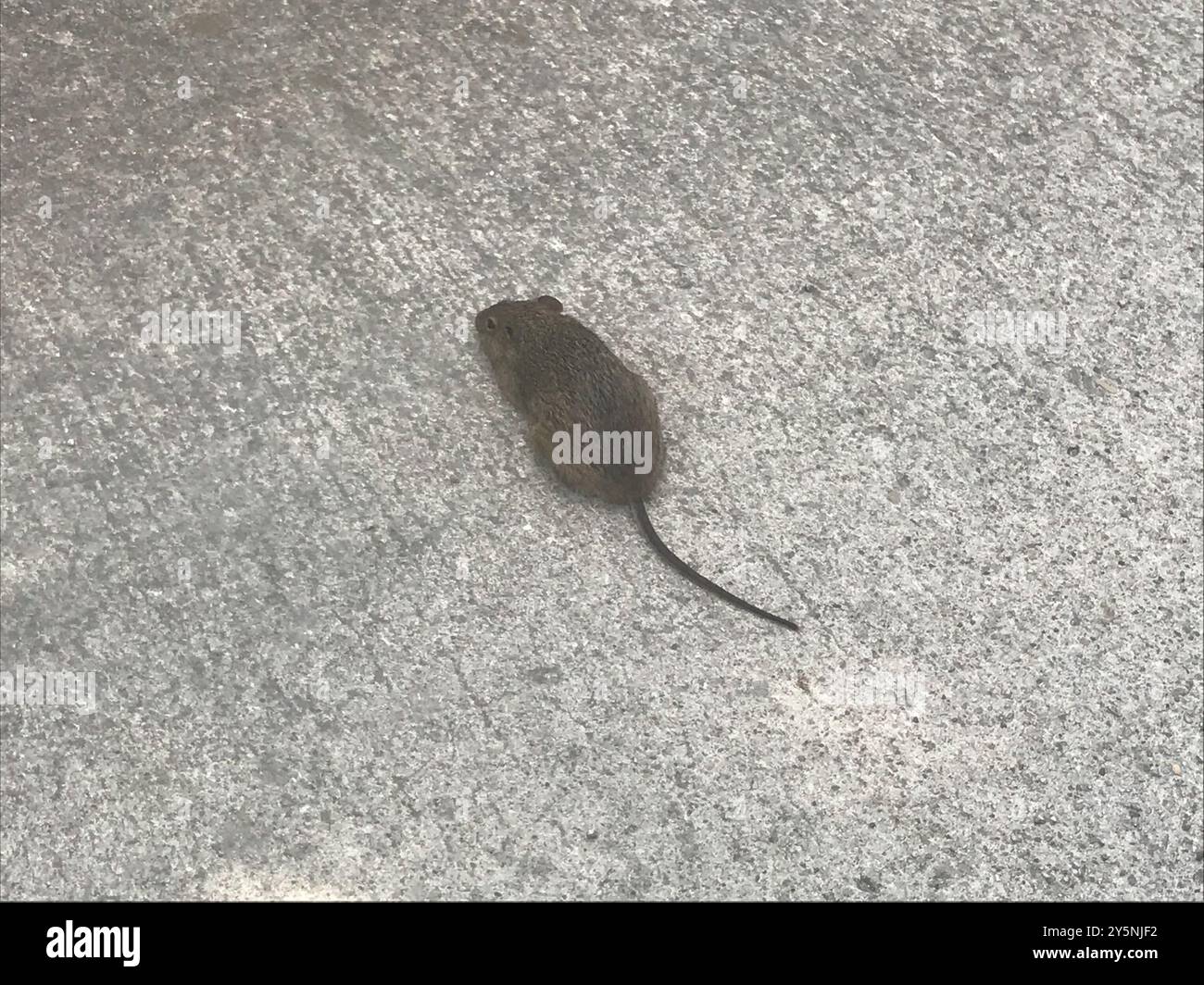 Hispid Cotton Rat (Sigmodon hispidus) Mammalia Stock Photo - Alamy