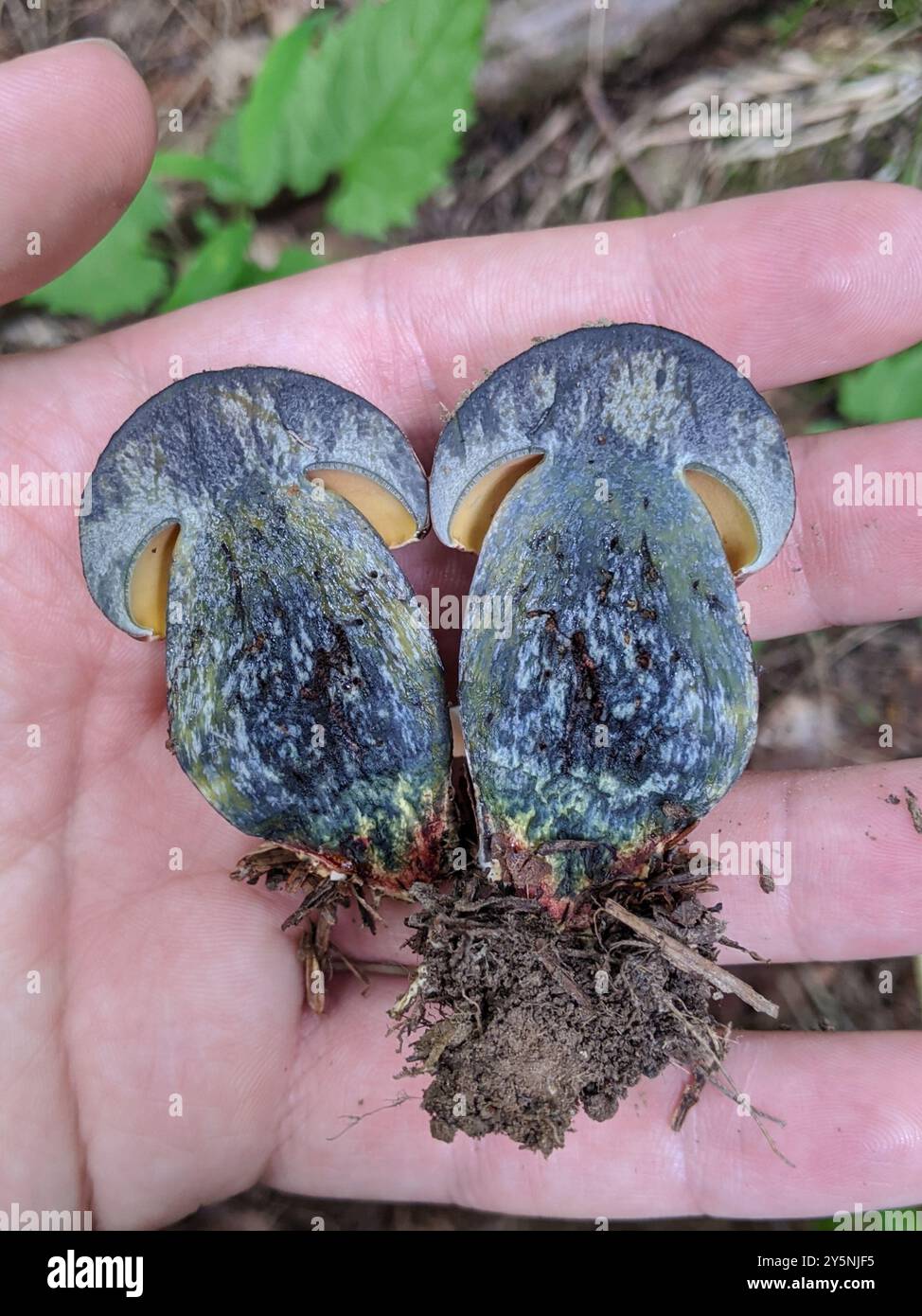 Curry Bolete (Boletus sensibilis) Fungi Stock Photo - Alamy