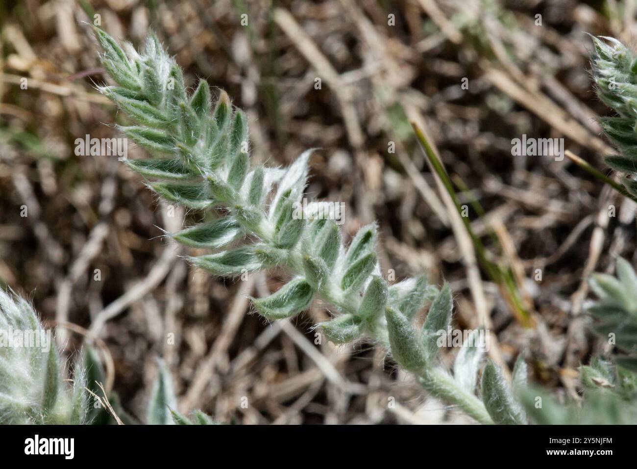 Showy Locoweed (Oxytropis splendens) Plantae Stock Photo - Alamy