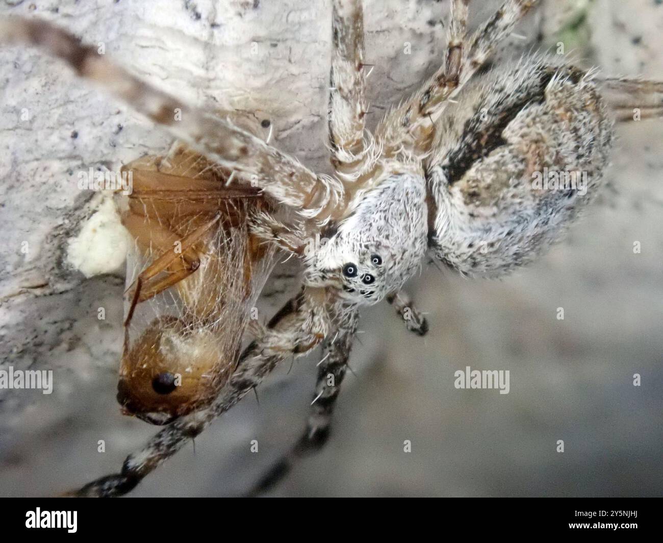 Two-tailed Spiders (Hersiliidae) Arachnida Stock Photo - Alamy
