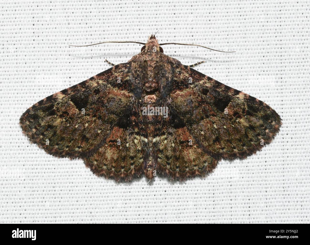 Common Fungus Moth (Metalectra discalis) Insecta Stock Photo - Alamy