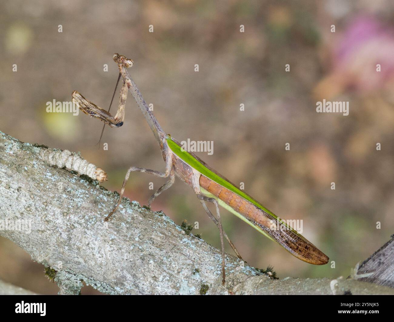 (Pseudovates iheringi) Insecta Stock Photo - Alamy