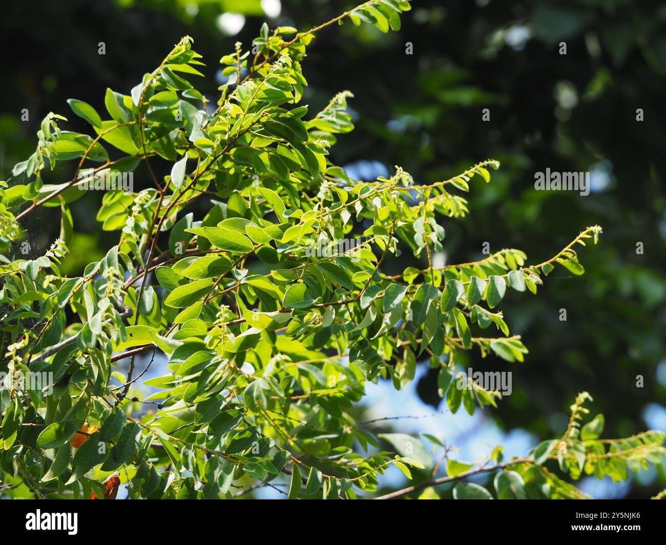 Pop-gun Seed (Bridelia tomentosa) Plantae Stock Photo - Alamy