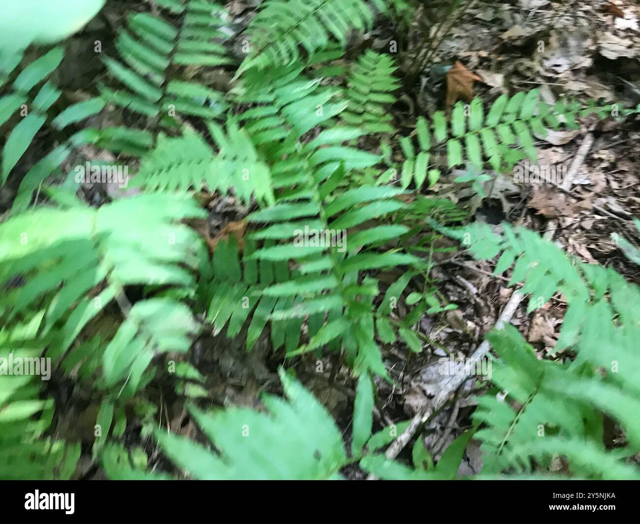 narrow-leaved glade fern (Homalosorus pycnocarpos) Plantae Stock Photo ...