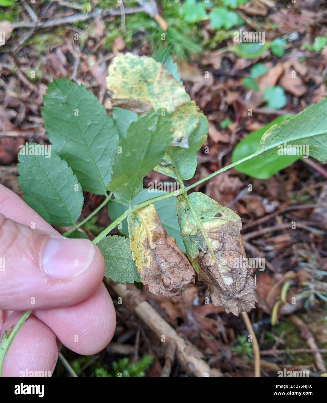 (Diplolepis polita) Insecta Stock Photo - Alamy