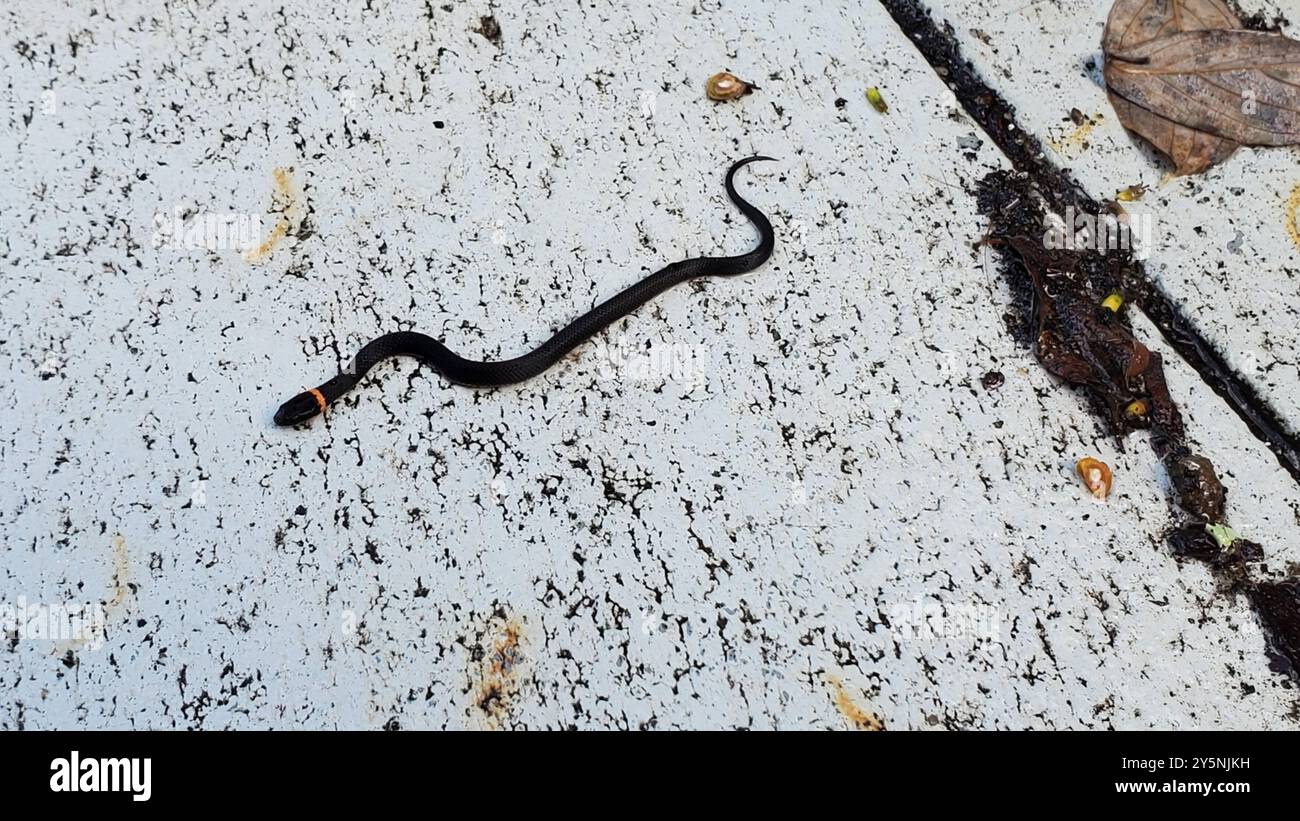 ring-necked snake (Diadophis punctatus) Reptilia Stock Photo - Alamy