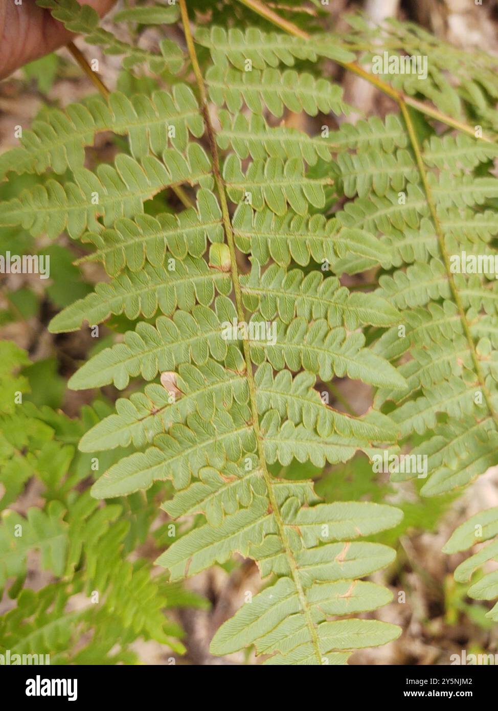 common bracken (Pteridium aquilinum) Plantae Stock Photo - Alamy