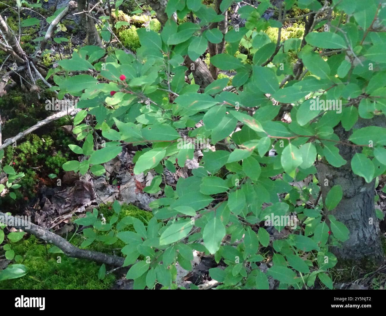 Mountain holly (Ilex mucronata) Plantae Stock Photo - Alamy
