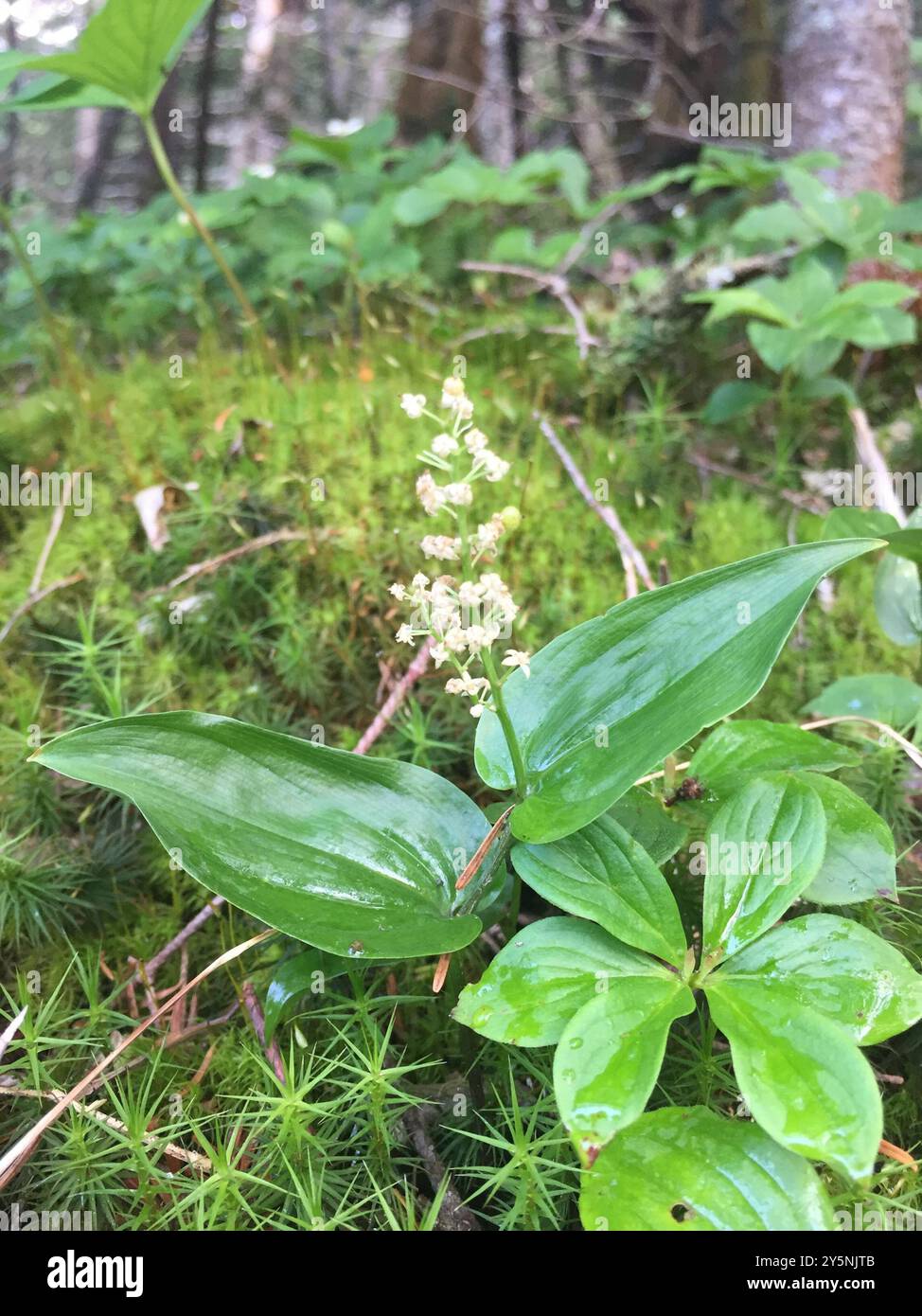 Canada mayflower (Maianthemum canadense) Plantae Stock Photo - Alamy