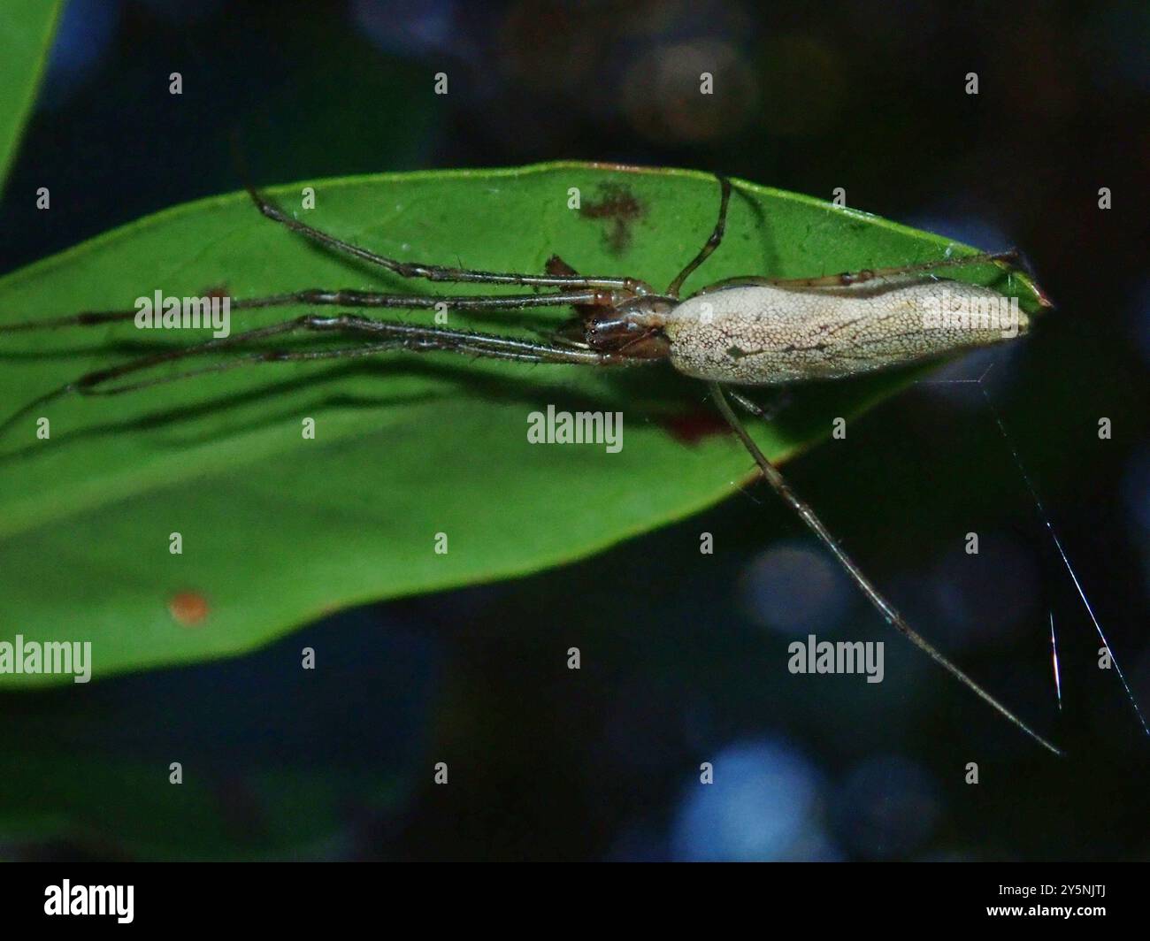 Stretch Spiders (Tetragnatha) Arachnida Stock Photo - Alamy