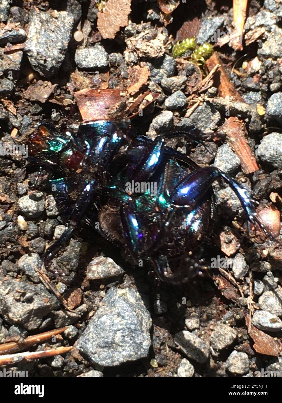 Woodland Dor Beetle (Anoplotrupes stercorosus) Insecta Stock Photo - Alamy