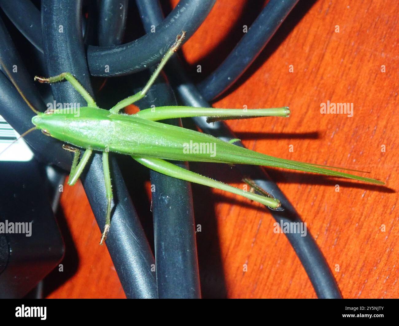 Common Coneheads (Neoconocephalus) Insecta Stock Photo - Alamy