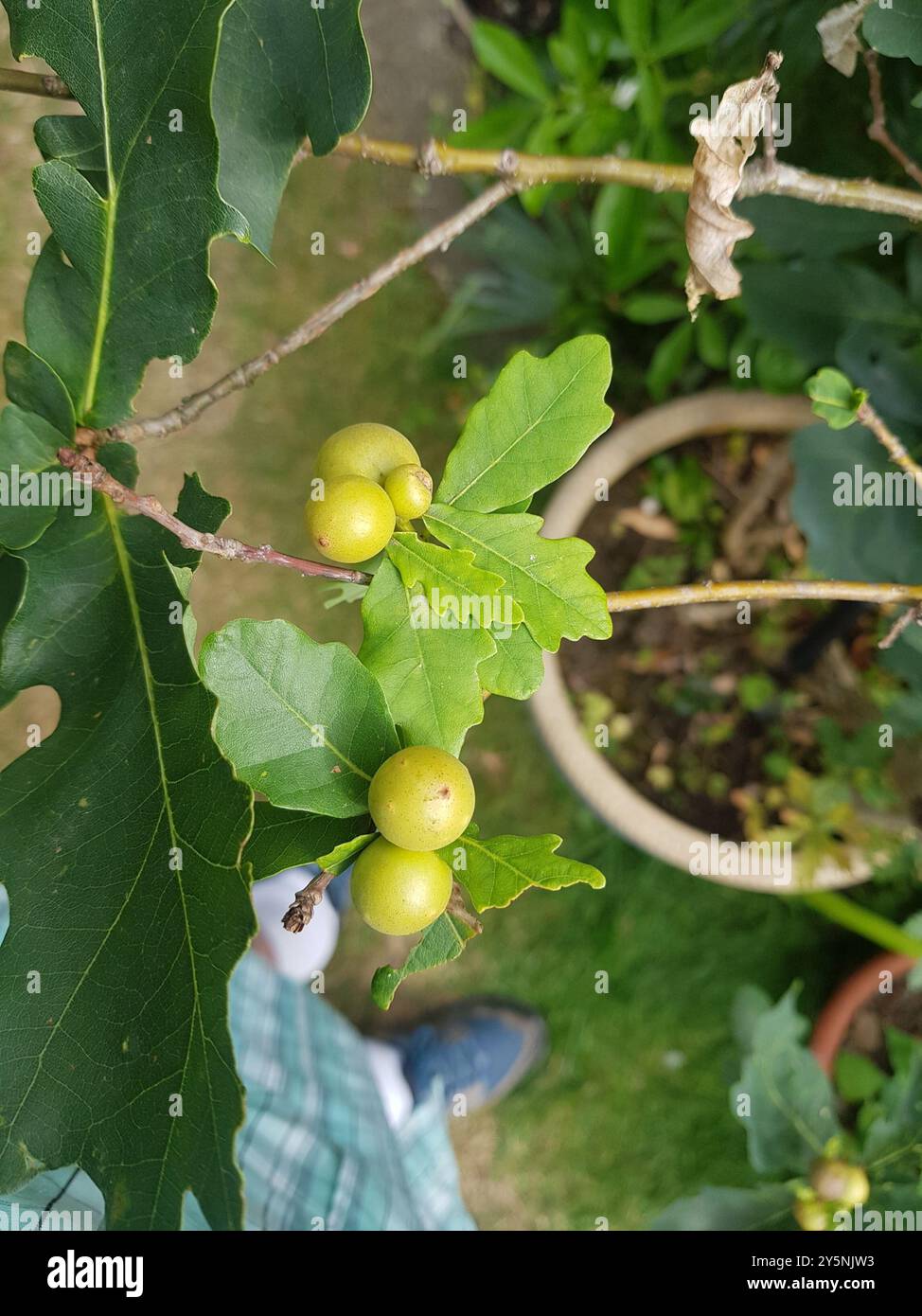 Oak Marble Gall Wasp (Andricus kollari) Insecta Stock Photo - Alamy