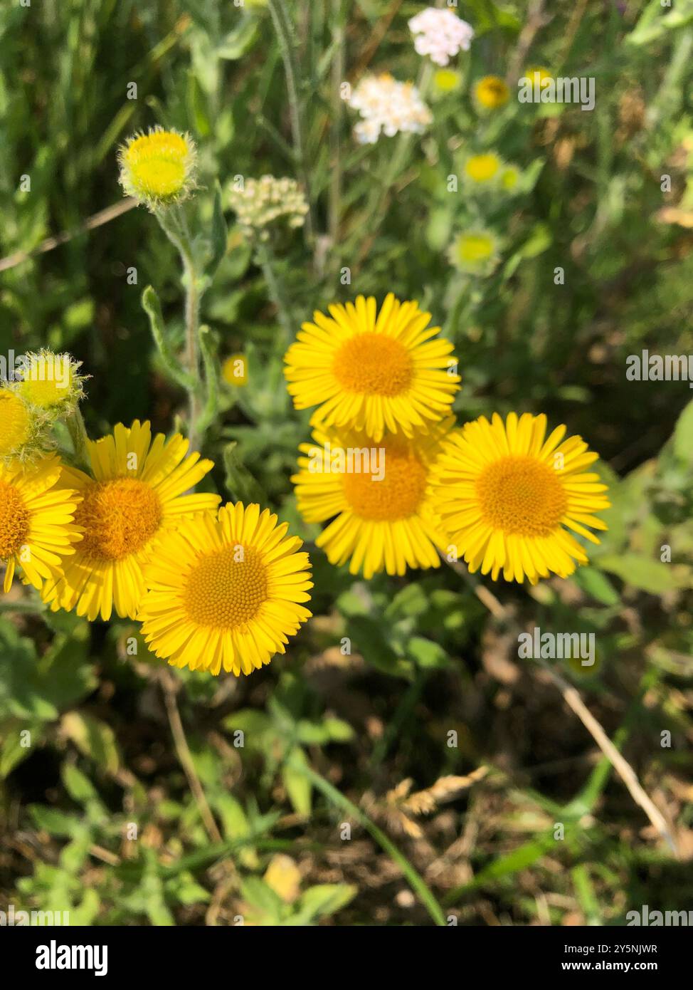 Common Fleabane (Pulicaria dysenterica) Plantae Stock Photo - Alamy