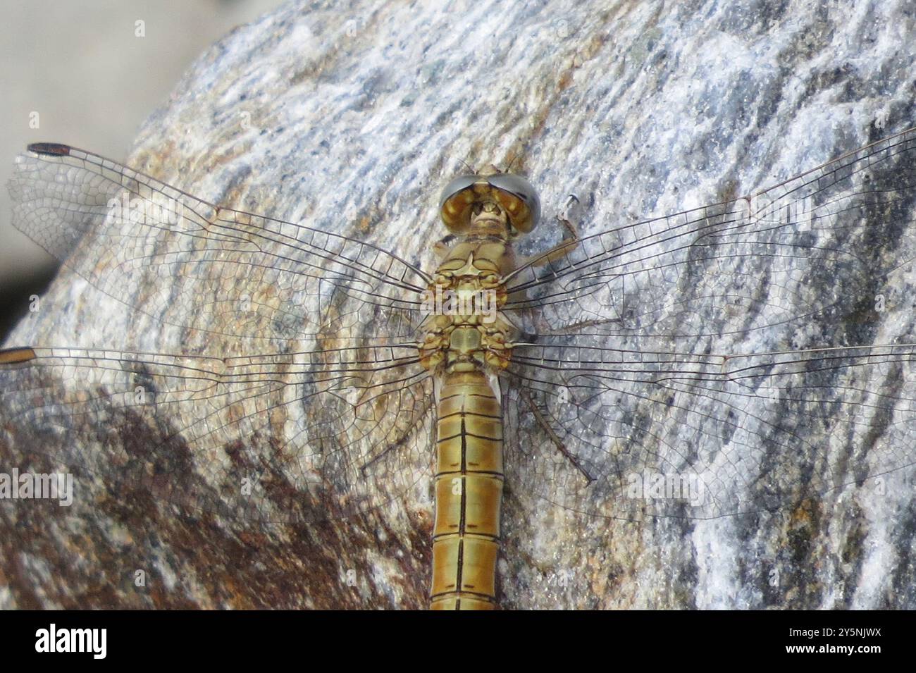 Southern Skimmer (Orthetrum brunneum) Insecta Stock Photo - Alamy