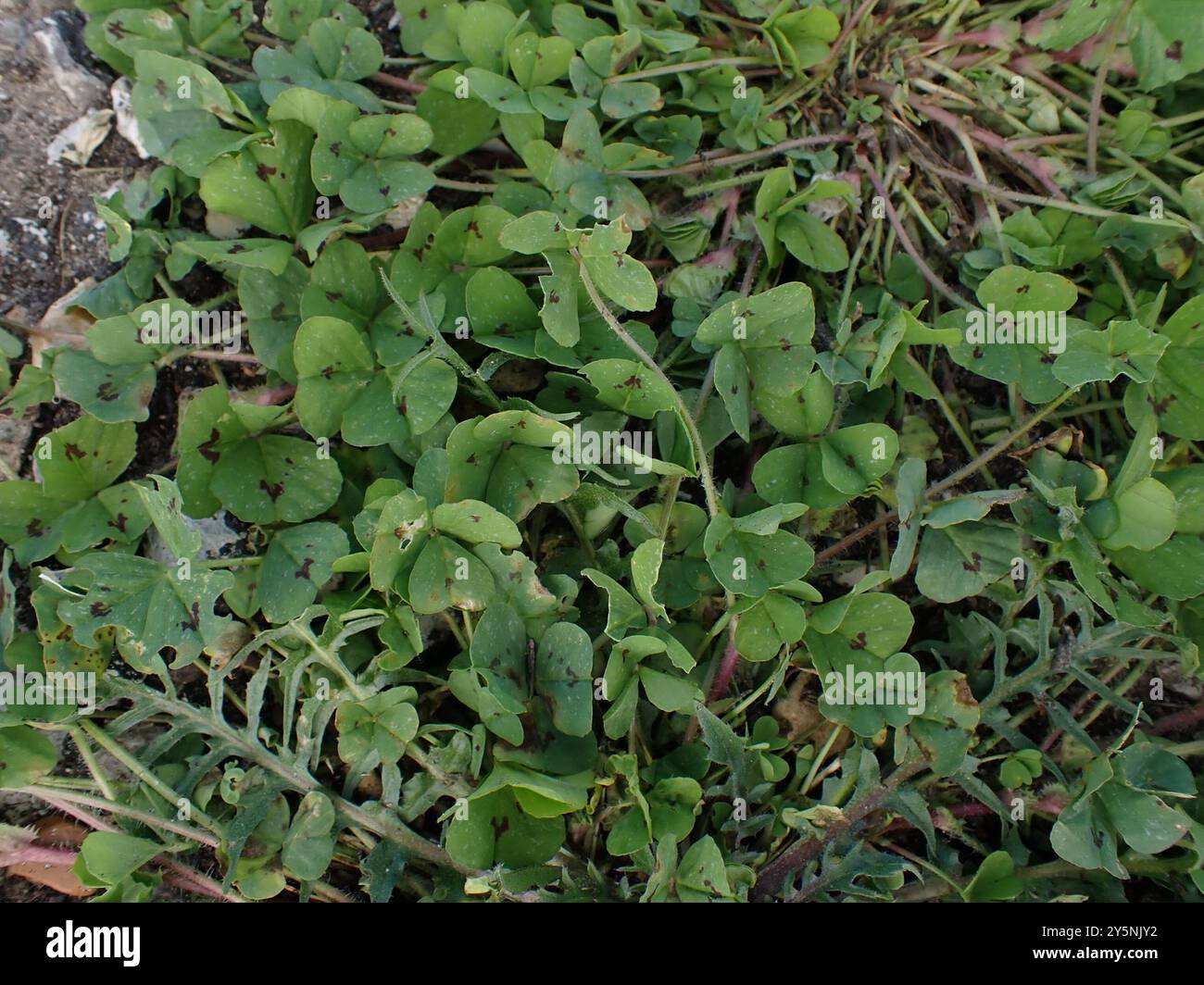 Spotted medick (Medicago arabica) Plantae Stock Photo - Alamy