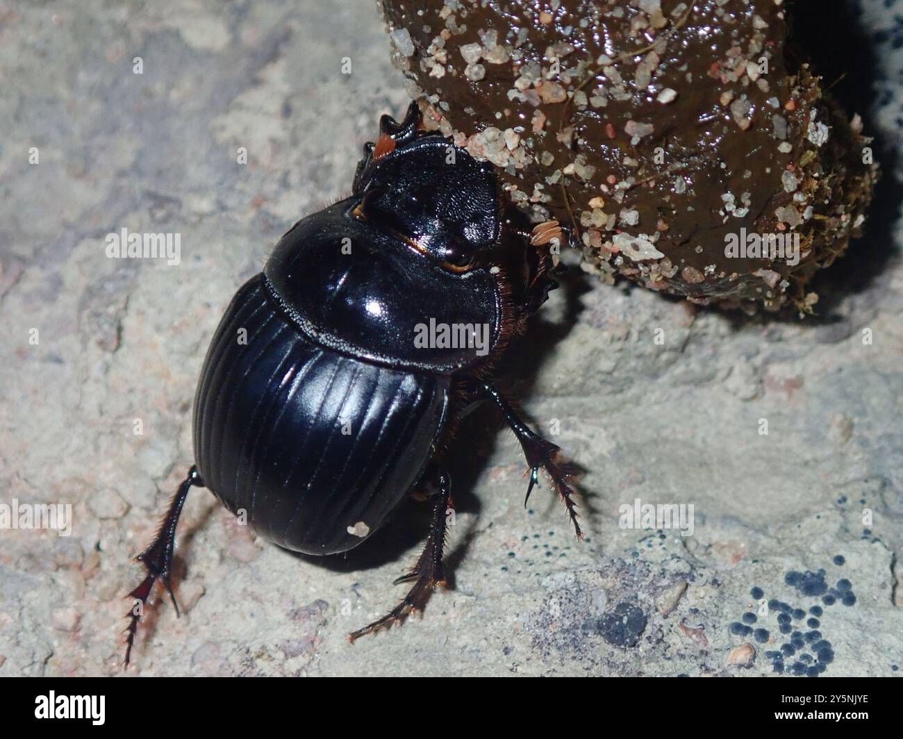 Dung Beetles (Scarabaeinae) Insecta Stock Photo - Alamy