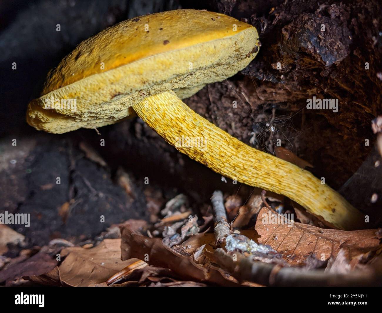 Ornate-stalked bolete (Retiboletus ornatipes) Fungi Stock Photo - Alamy