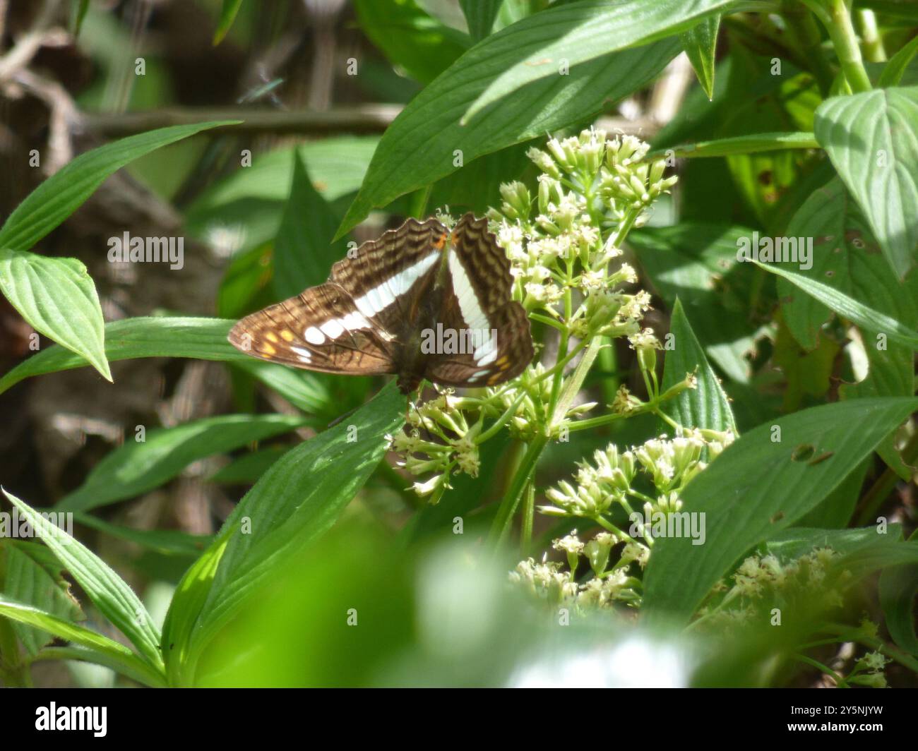 Alala hi-res stock photography and images - Alamy