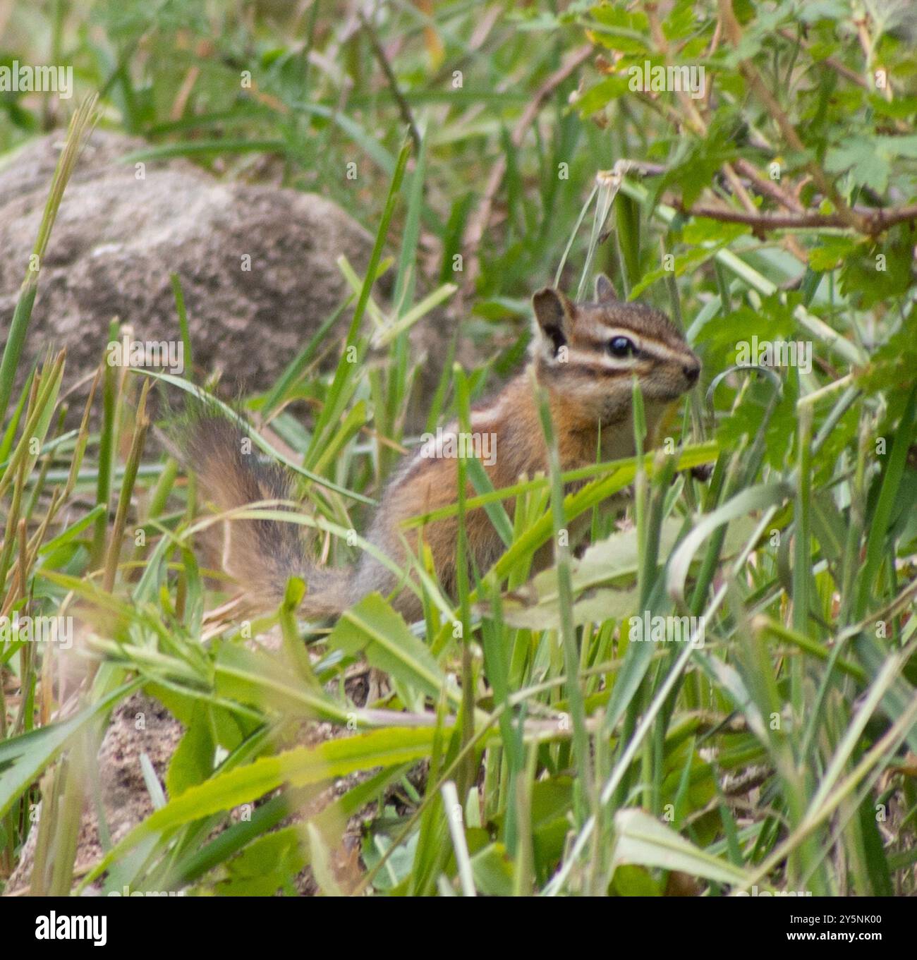 Western Chipmunks (Neotamias) Mammalia Stock Photo - Alamy