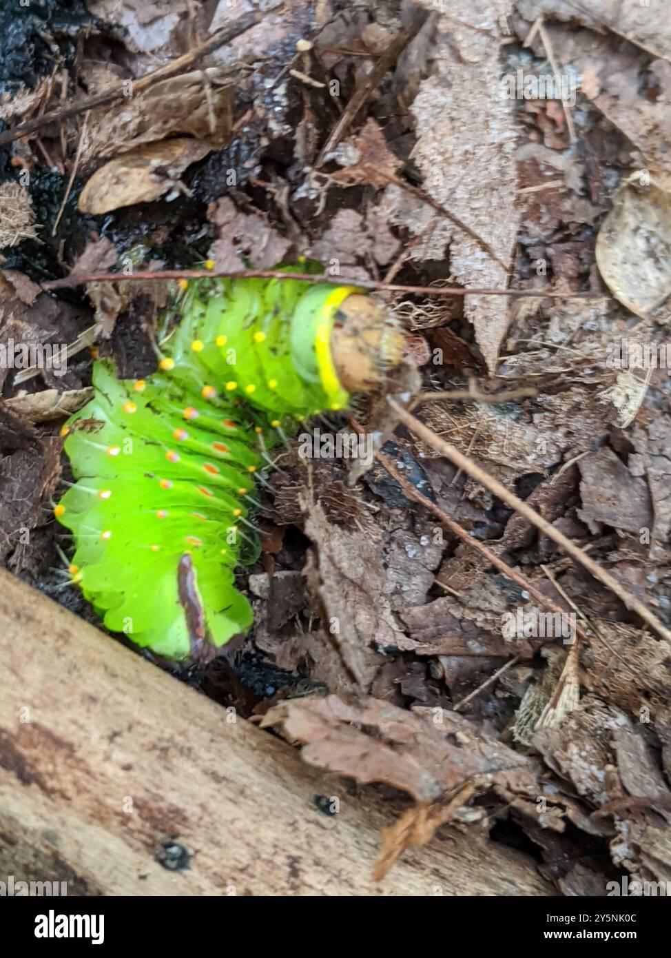 Polyphemus Moth (Antheraea polyphemus) Insecta Stock Photo - Alamy