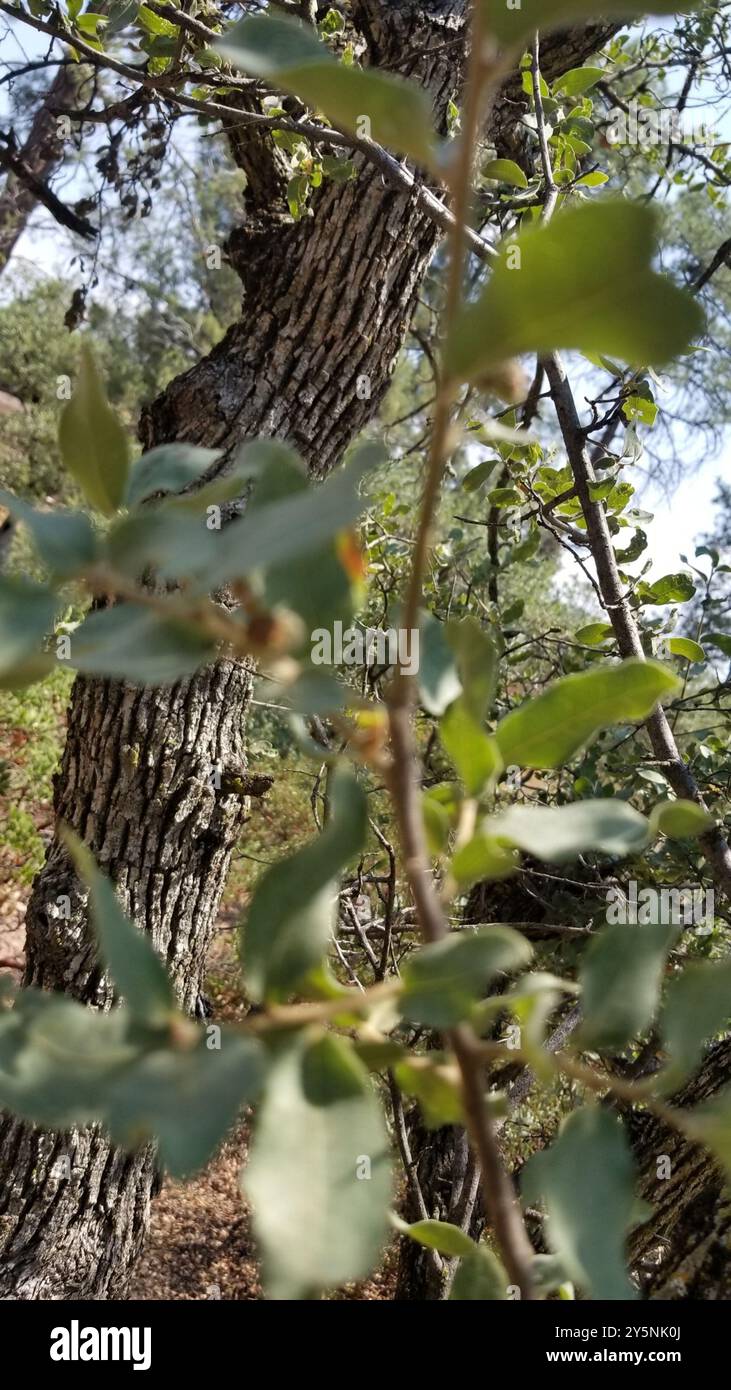 gray oak (Quercus grisea) Plantae Stock Photo - Alamy