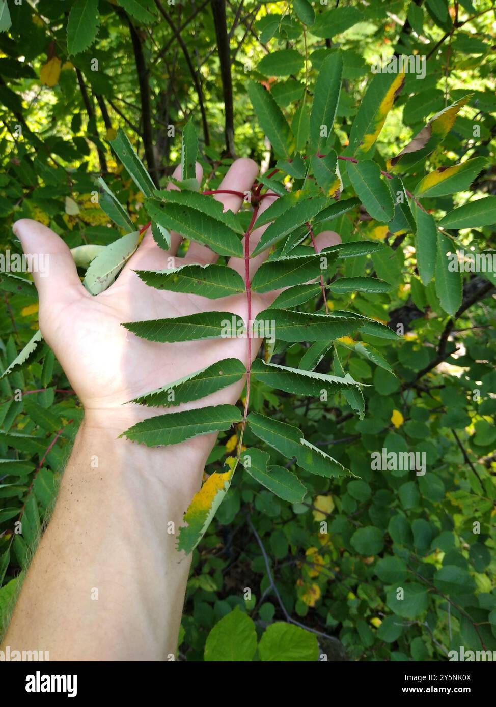 showy mountain-ash (Sorbus decora) Plantae Stock Photo - Alamy