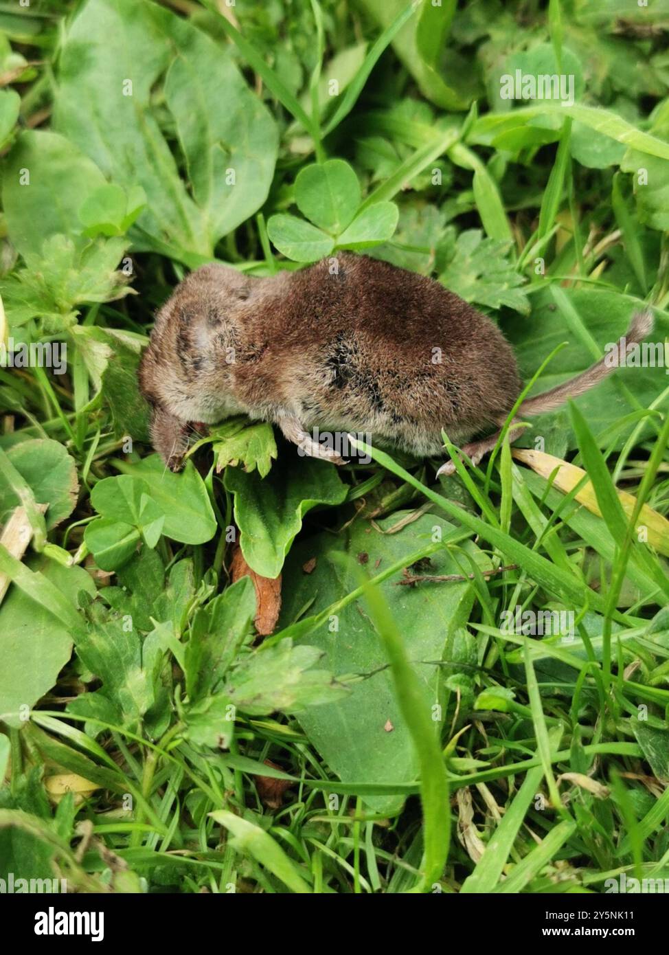 Common Shrew (Sorex araneus) Mammalia Stock Photo - Alamy