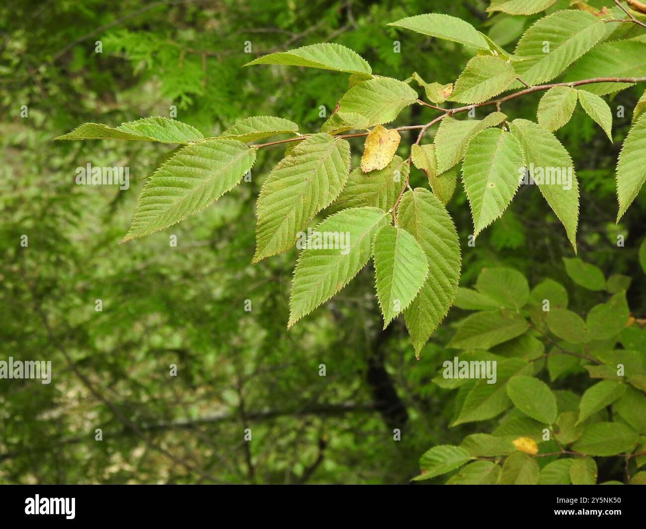 American hophornbeam (Ostrya virginiana) Plantae Stock Photo - Alamy