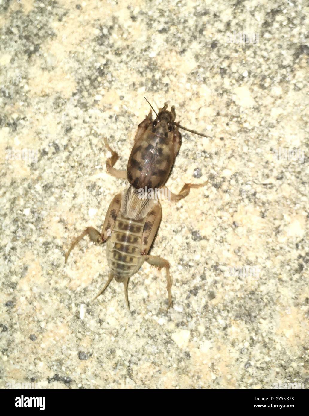 Lesser Short-winged Mole Cricket (Neoscapteriscus abbreviatus) Insecta ...